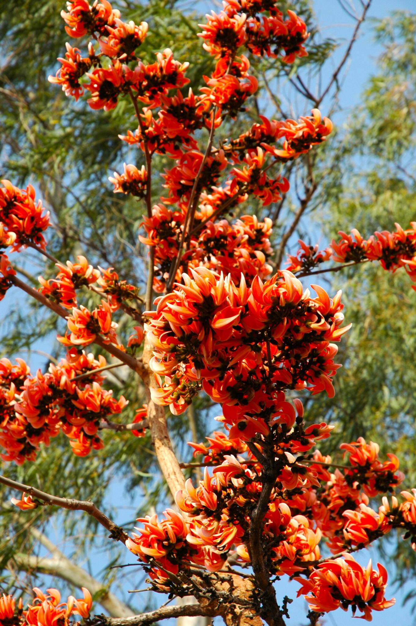 Glimpses of My Village.. Echoes of Tradition – సారంగ